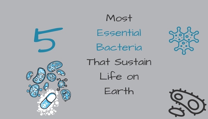 The Five Most Essential Bacteria That Sustain Life on Earth
